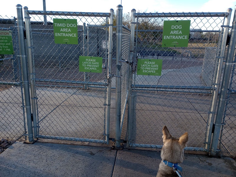 Are Dog Parks Good For All Dogs? 12 Considerations & Helpful Tips – Dogster